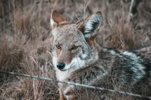 What Do Coyotes Eat? Here’s Your Guide to a Coyote’s Diet | THF Outdoors