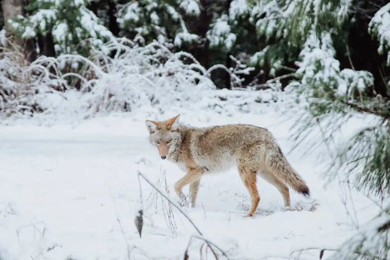 What Do Coyotes Eat? Here’s Your Guide to a Coyote’s Diet | THF Outdoors