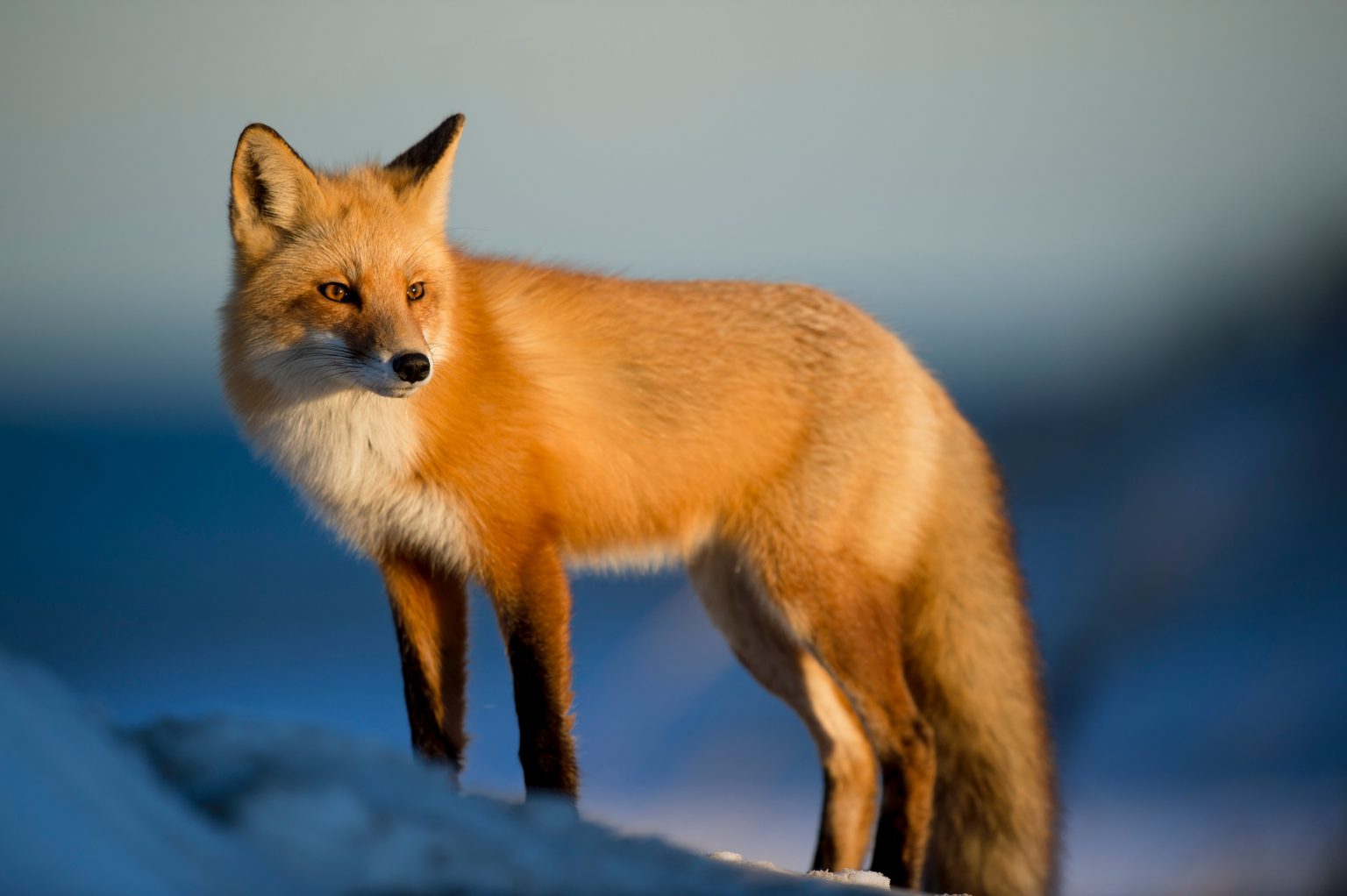 How To Skin A Fox - Step By Step Guide | THF Outdoors
