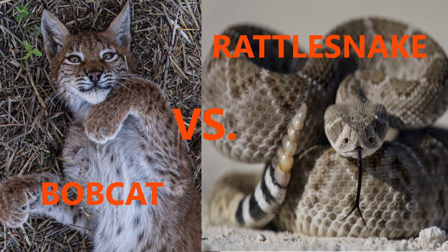 Bobcat Versus Rattlesnake | THF Outdoors