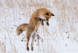 Fox Trapping - Tips for Traps, Bait, and Sets | THF Outdoors