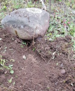 Fox Trapping - Tips for Traps, Bait, and Sets | THF Outdoors