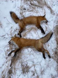 Fox Trapping - Tips for Traps, Bait, and Sets | THF Outdoors