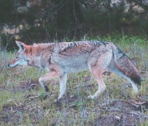 How to Skin A Coyote - Step By Step Guide | THF Outdoors