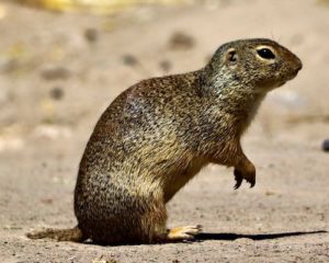 What is a Potgut? How can I get rid of them? | THF Outdoors