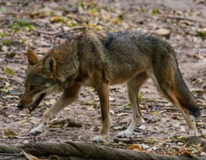 Coyote Sets for Trapping - Which one is best? | THF Outdoors