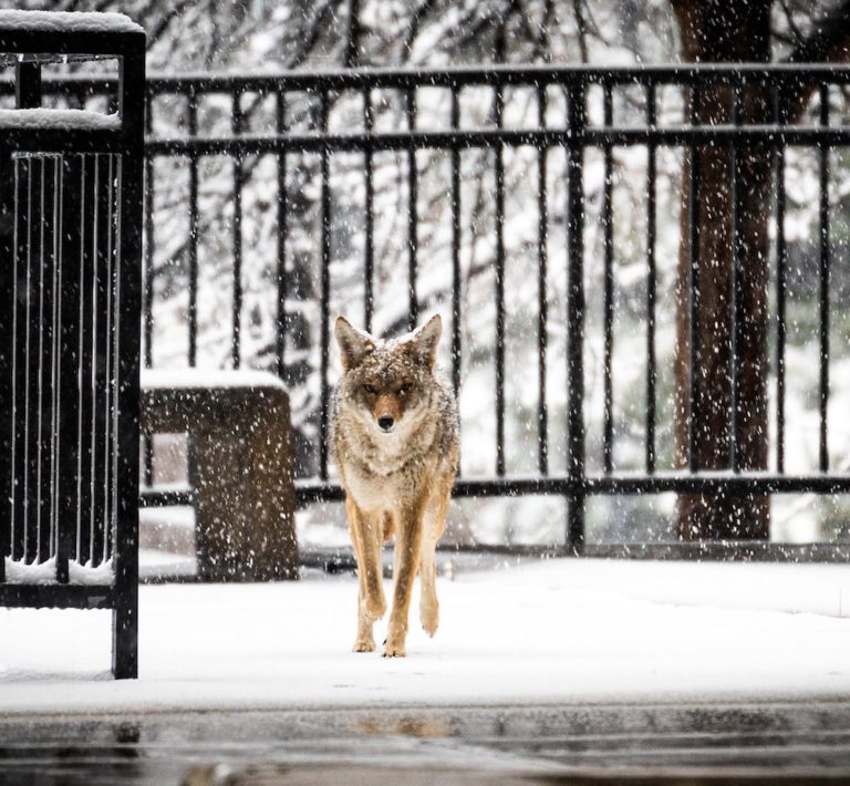 How High Can A Coyote Jump? Can It Jump A Fence? | THF Outdoors