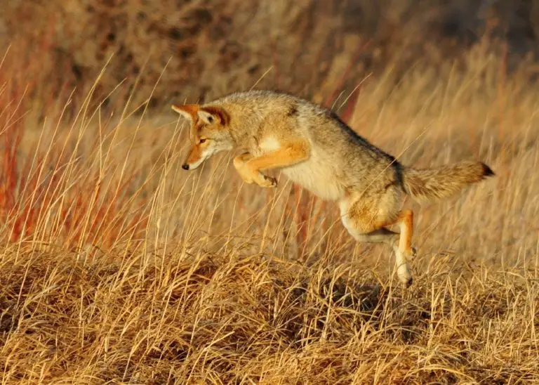 What Do Coyotes Eat? Here’s Your Guide to a Coyote’s Diet | THF Outdoors