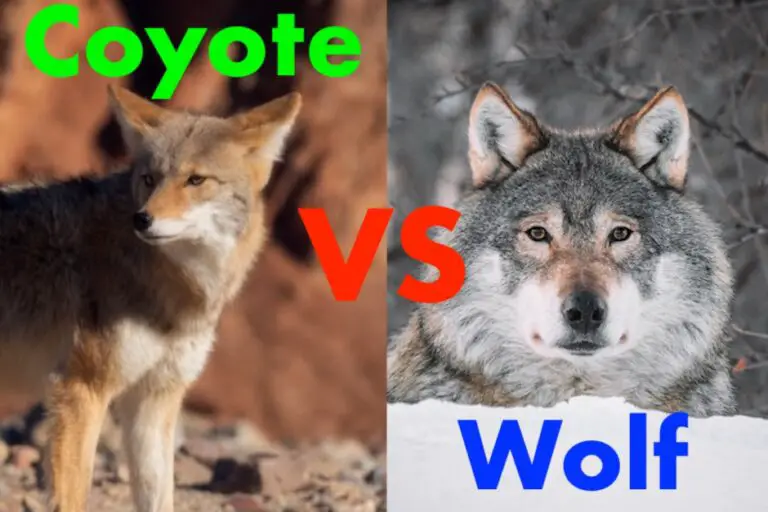 What Is the Difference Between a Coyote and a Wolf | THF Outdoors