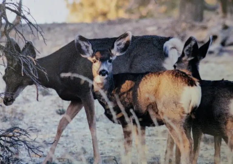 Deer Snare, What I Learned | THF Outdoors